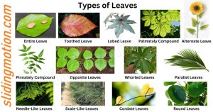 Explore 16 Types of Leaves: Ultimate Guide with Names & Pictures