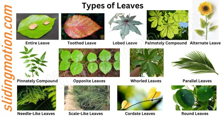 Explore 16 Types of Leaves: Ultimate Guide with Names & Pictures