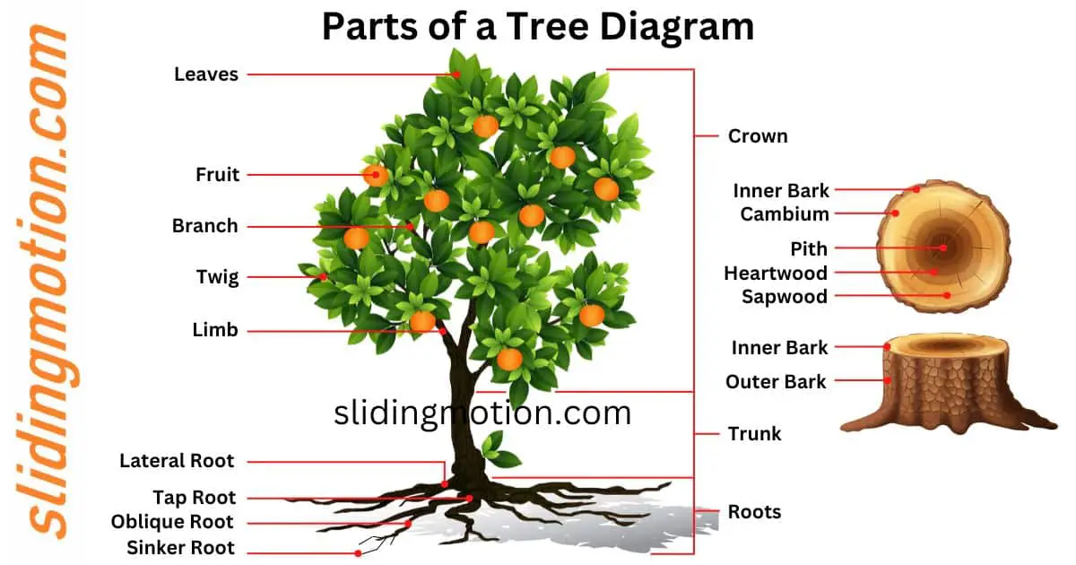 Complete Guide Of Key Parts Of Tree Names Functions Diagram