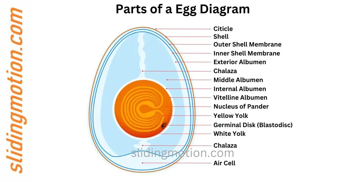Complete Guide On 15 Parts Of A Egg Names Functions Diagram