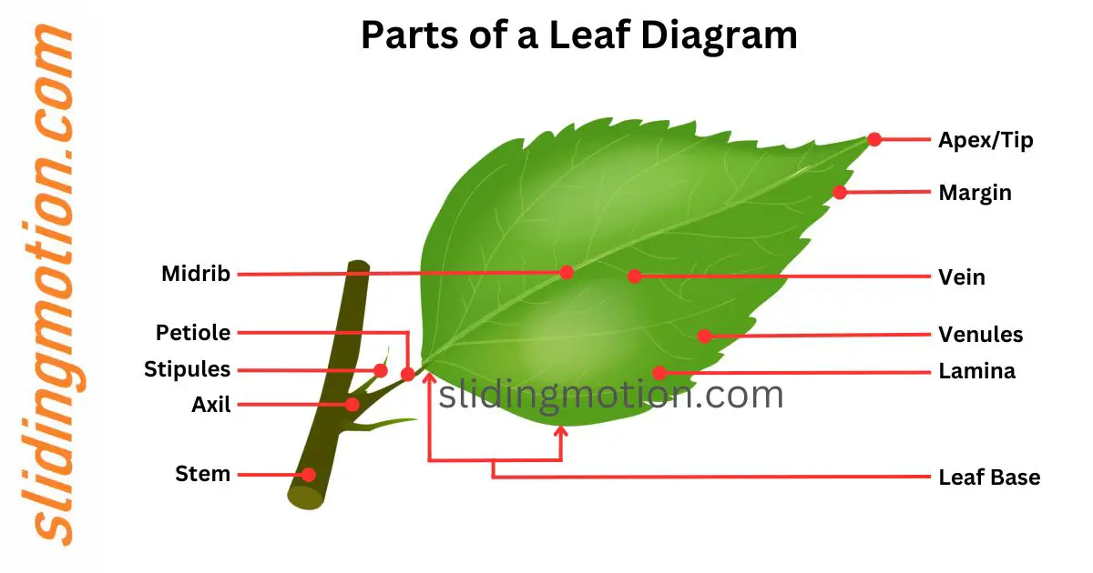 Ultimate Guide On Parts Of A Leaf Names Functions Diagram